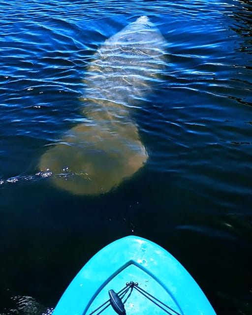 Cocoa Beach/Merritt Island: Guided Dolphin and Manatee Tour - FAQ