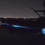 Cocoa Beach/Merritt Island:Bioluminescent kayak tour - The Itinerary: The Journey in Detail