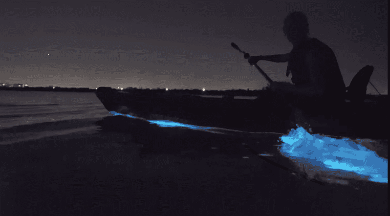 Cocoa Beach/Merritt Island:Bioluminescent kayak tour - Is It Worth the Price?