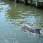 Cocoa Beach: Thousand Islands Banana River Boat Cruise - Who Should Consider This Tour?