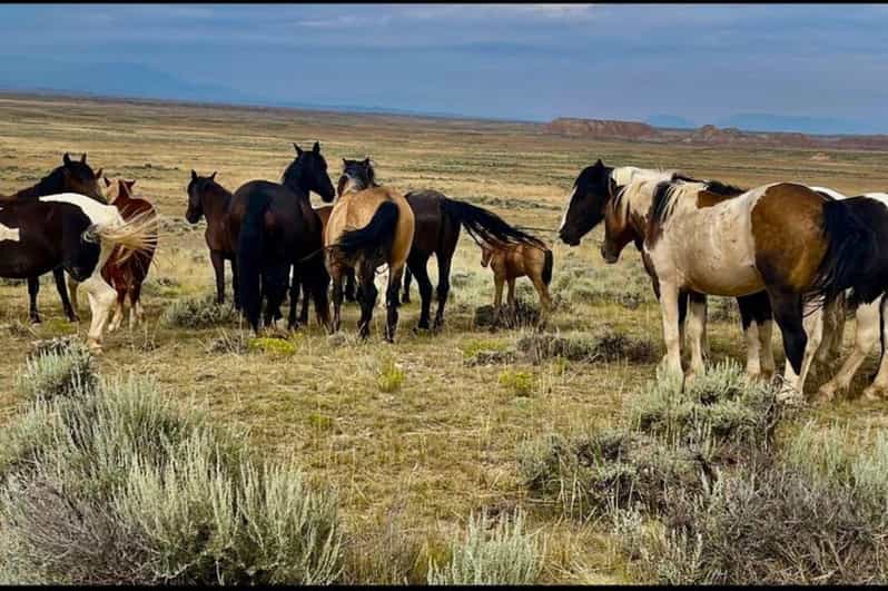 Cody: Red Canyon Wild Mustang Tour - Key Points
