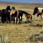 Cody: Red Canyon Wild Mustang Tour - Is It Worth the Price?