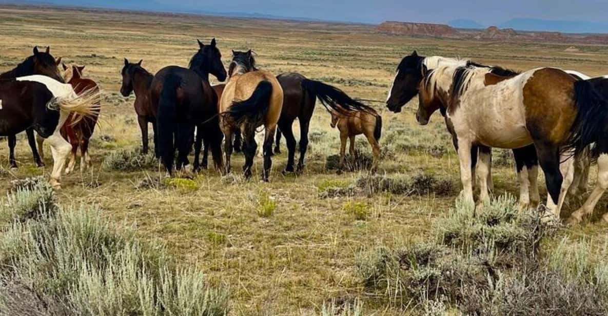 Cody: Red Canyon Wild Mustang Tour - Is It Worth the Price?