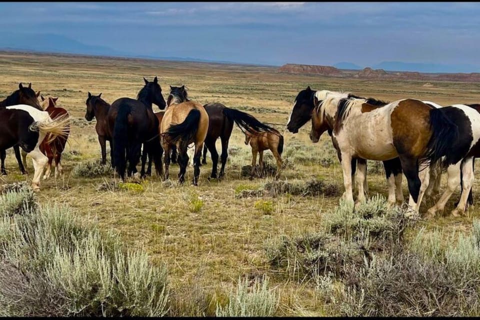 Cody: Wild Mustang Small Group Eco Tour - Key Points