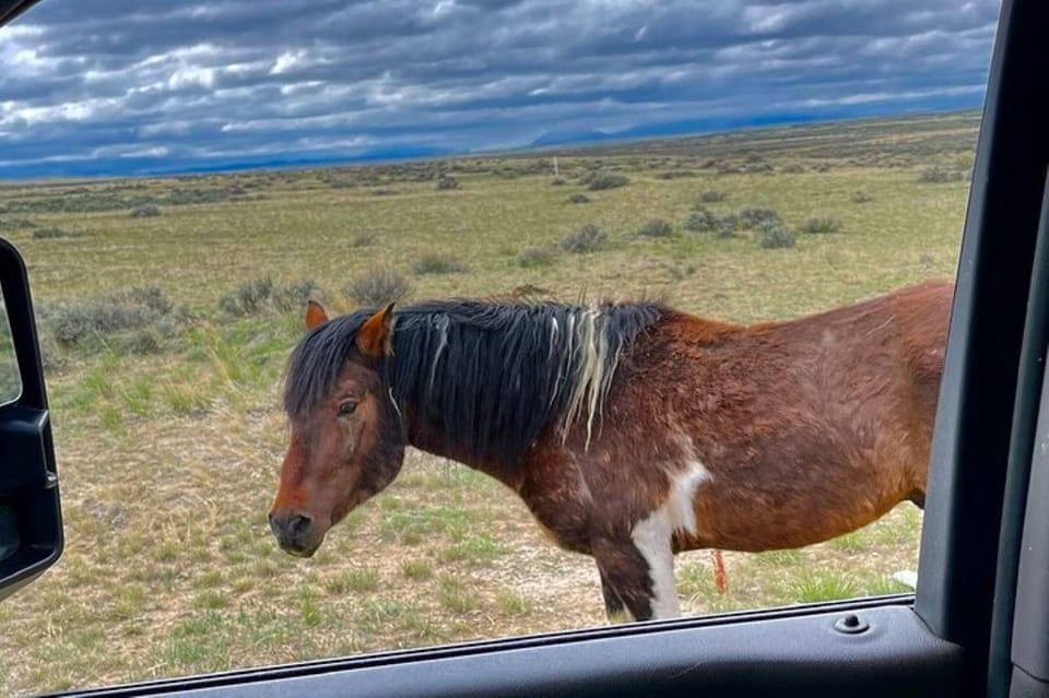 Cody: Wild Mustang Small Group Eco Tour - FAQs