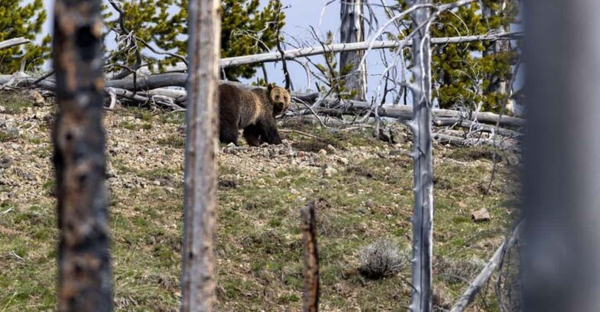 Cody: Yellowstone the Volcano All-Inclusive Lower Loop Tour - Key Points