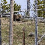 Cody: Yellowstone the Volcano All-Inclusive Lower Loop Tour - Whats Included and Why It Matters
