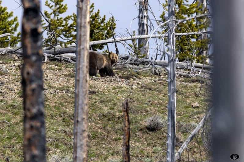 Cody: Yellowstone the Volcano All-Inclusive Lower Loop Tour - Whats Included and Why It Matters