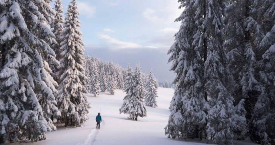 Colorado Backcountry: Guided Snowshoe Tour - Pricing and Value