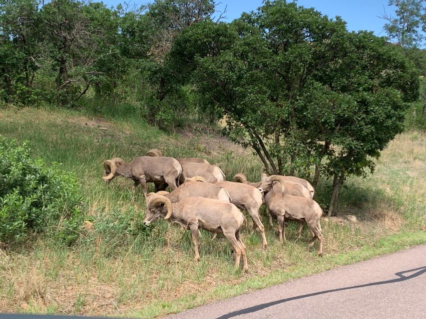 Colorado Springs: Garden of the Gods Luxury Jeep Tour - Key Points