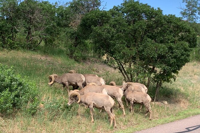 Colorado Springs: Garden of the Gods Luxury Jeep Tours - Key Points