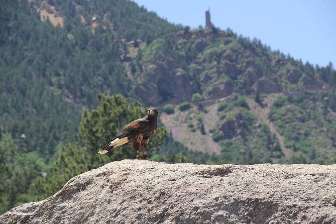 Colorado Springs Hands-On Falconry Class and Demonstration - Meeting Point and Logistics