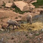 Colorado Springs Pikes Peak Luxury Jeep Tours - Final Thoughts