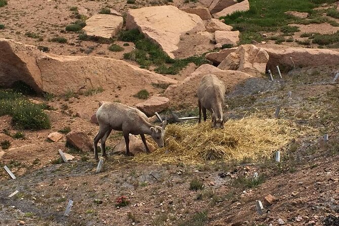 Colorado Springs Pikes Peak Luxury Jeep Tours - Final Thoughts