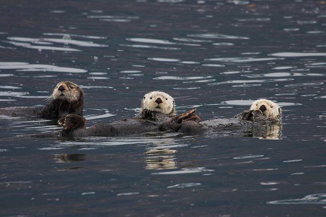 Columbia Glacier Cruise from Valdez - A Deep Dive into the Alaska Glacier Adventure