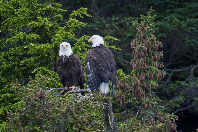 Columbia Glacier Cruise from Valdez - FAQs