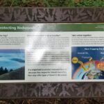 Combo Tour: Muir Woods, Sausalito and Sonoma Wine Country Tour - Potential Drawbacks or Considerations
