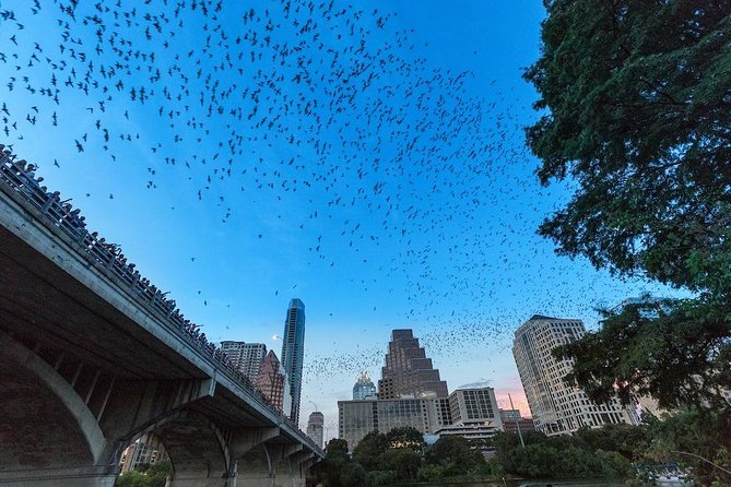 Congress Avenue Bat Bridge Kayak Tour in Austin - Group Size, Duration, and Booking