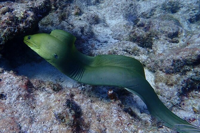 Coral Reef Half Day Snorkel Trip - An In-Depth Look at the Coral Reef Half Day Snorkel Trip