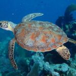 Coral Reef Half Day Snorkel Trip - Final Thoughts: Who Will Love This Tour?
