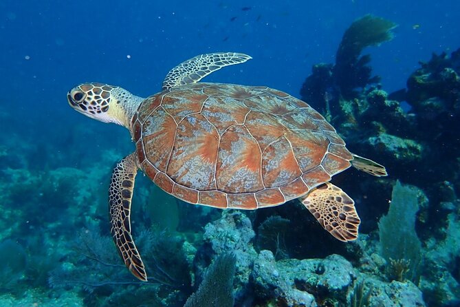 Coral Reef Half Day Snorkel Trip - Final Thoughts: Who Will Love This Tour?