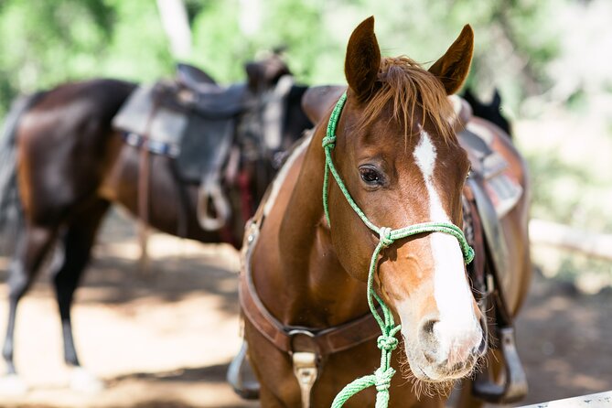 Cowpoke Ride: Adventurous horseback tour just 9 MILES from Sedona - Final Thoughts: Is it Worth It?