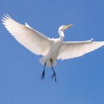 Creative Soul Scavenger Hunt( Hanapepe, Kauai) - Practical Details & Tips