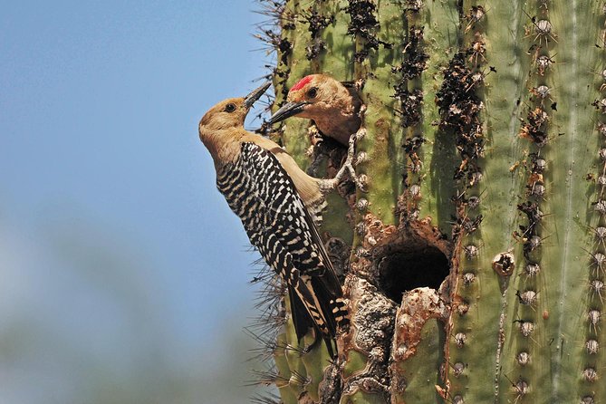 Creative Soul Scavenger Hunt(Sabino Canyon&Catalina Park,Tucson) - What to Expect from the Creative Soul Scavenger Hunt