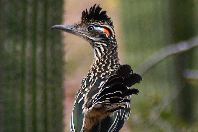 Creative Soul Scavenger Hunt(Sabino Canyon&Catalina Park,Tucson) - Who Will Love This?