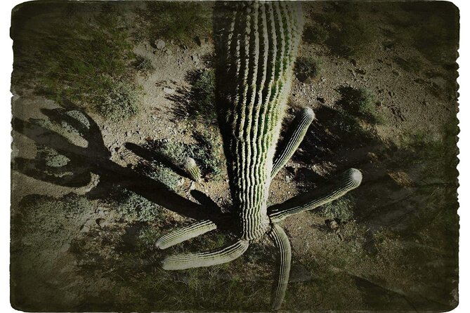 Creative Soul Scavenger Hunt(Sabino Canyon&Catalina Park,Tucson) - The Sum Up