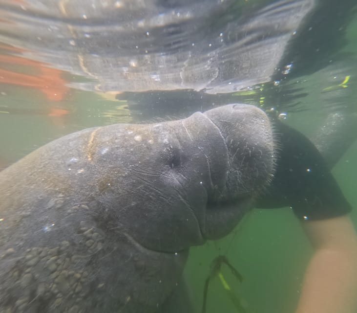 Crystal River: Guided Manatee Snorkeling Tour - Key Points