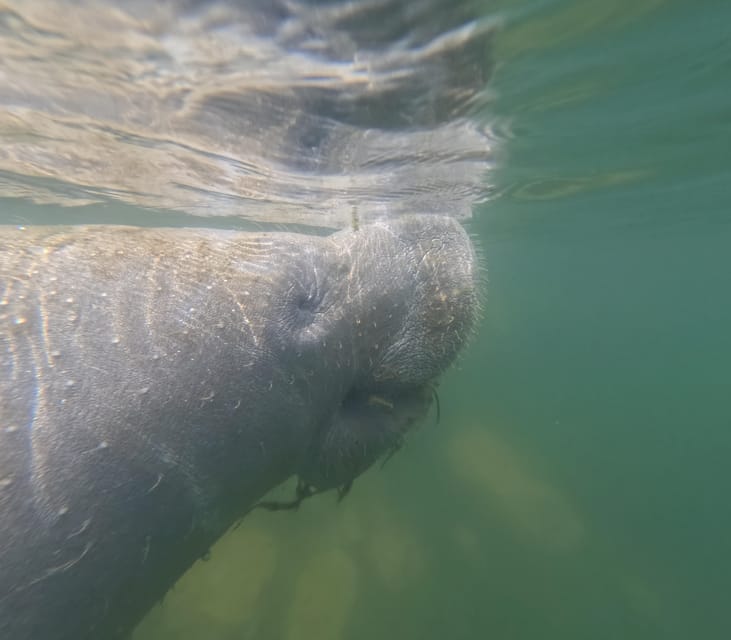 Crystal River: Guided Manatee Snorkeling Tour - An In-Depth Look at the Tour Experience
