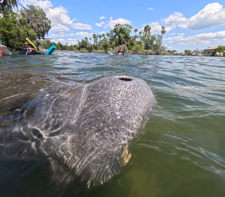 Crystal River: Guided Manatee Snorkeling Tour - Final Thoughts