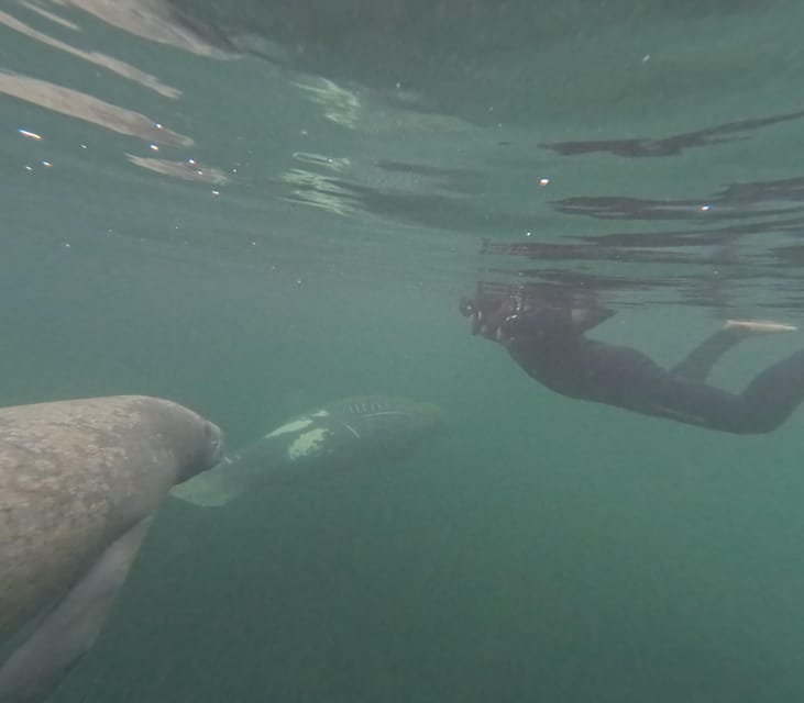 Crystal River: Guided Manatee Snorkeling Tour - FAQ