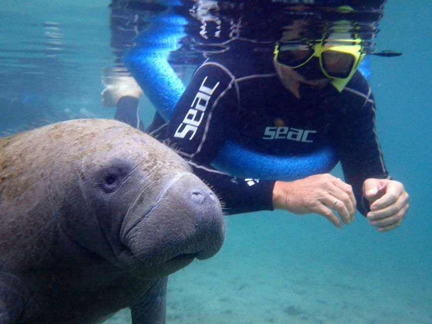 Crystal River: Manatee Snorkel Tour w/ In-Water Photographer - Key Points