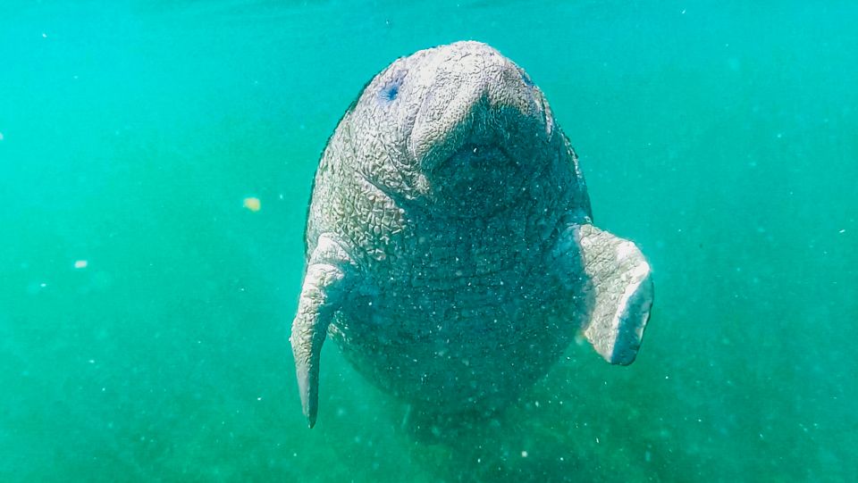 Crystal River: Manatee Snorkel Tour w/ In-Water Photographer - Who Will Love This Tour?