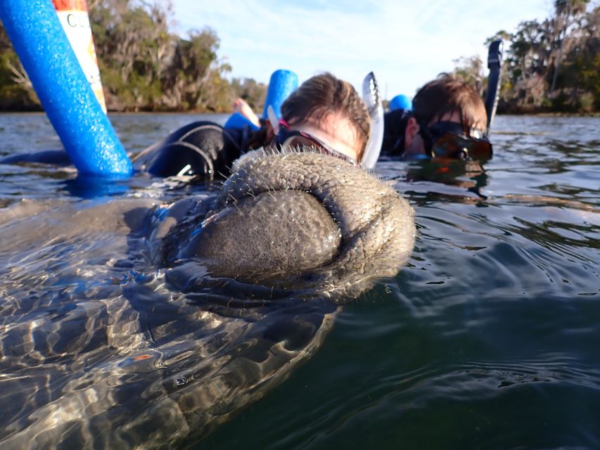 Crystal River: Manatee Snorkel Tour w/ In-Water Photographer - Final Thoughts