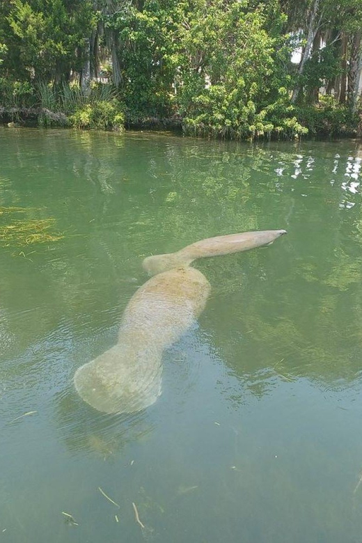 Crystal River: Manatee Snorkel with In-Water Guide - Key Points