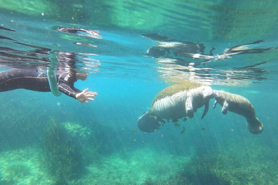Crystal River: Manatee Snorkel with In-Water Guide - An In-Depth Look at the Tour Experience