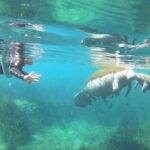 Crystal River: Manatee Snorkel with In-Water Guide - Why This Tour Offers Excellent Value