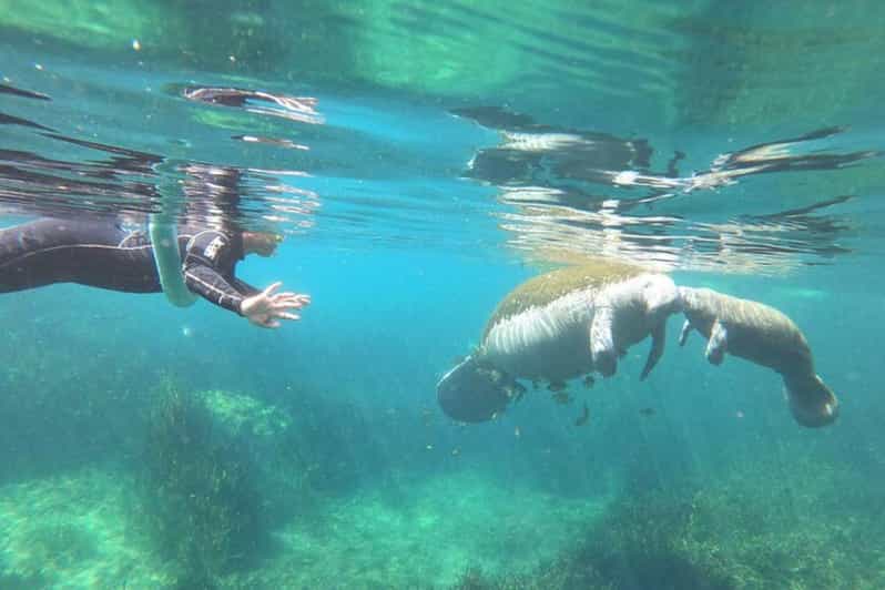 Crystal River: Manatee Snorkel with In-Water Guide - Why This Tour Offers Excellent Value