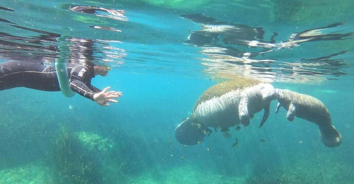 Crystal River: Manatee Snorkel with In-Water Guide - Who Should Consider This Tour?