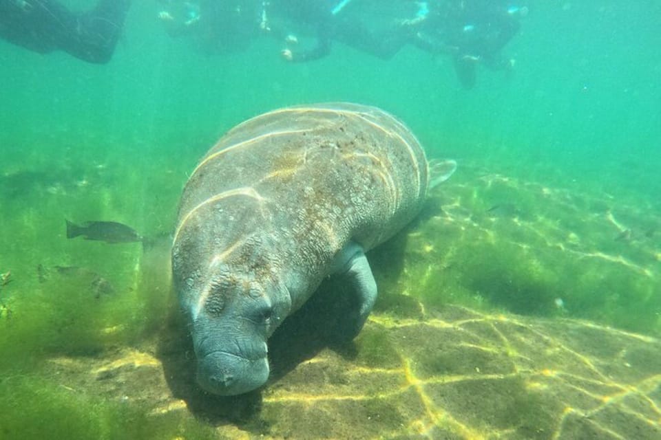 Crystal River: Manatee Snorkel with In-Water Guide - FAQ