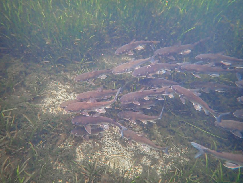 Crystal River: Manatee Swim Group Tour - An In-Depth Look at the Tour Experience