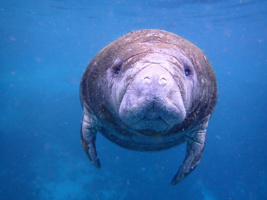 Crystal River: Manatee Swim Group Tour - Who Should Consider This Tour?