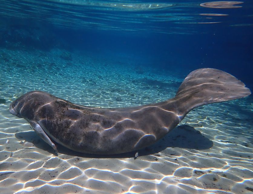 Crystal River: Manatee Swim Group Tour - Final Thoughts on Value and Experience