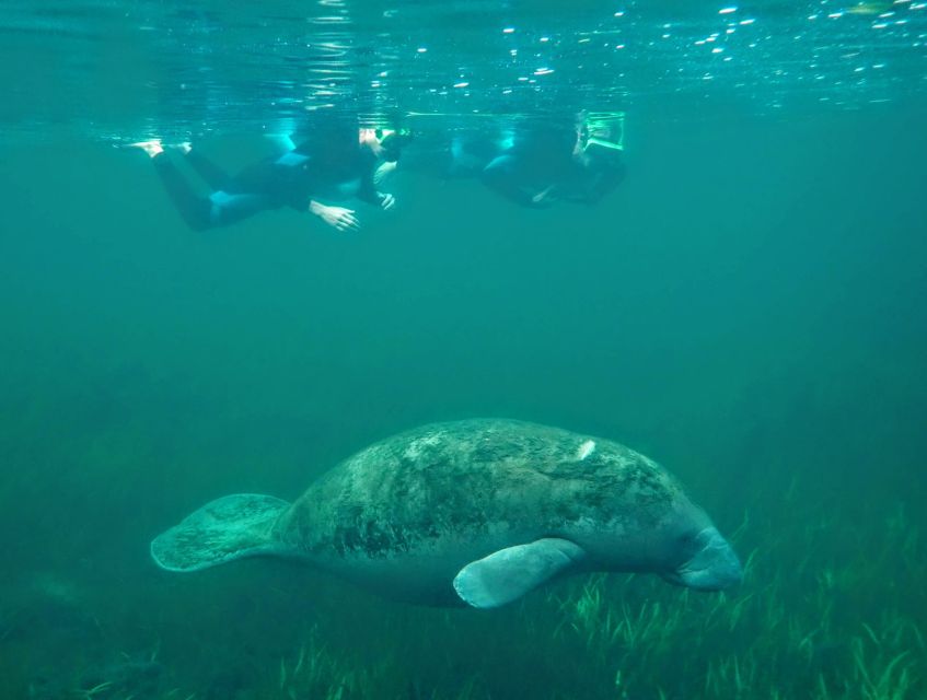 Crystal River: Manatee Swim Group Tour - FAQ