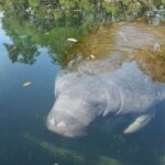 Crystal River: Manatee Viewing Cruise - What to Consider Before Booking