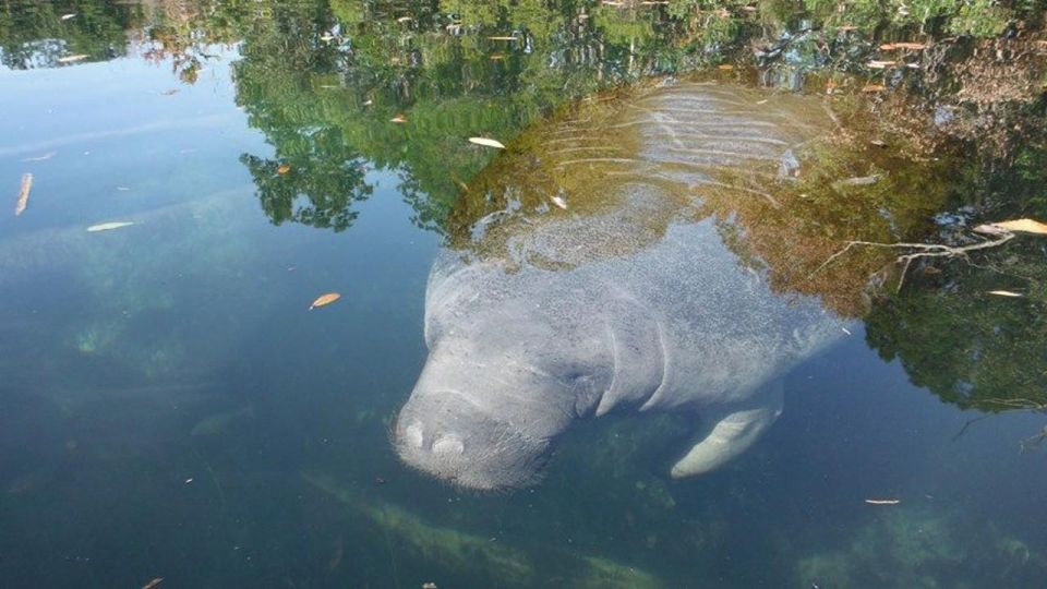 Crystal River: Manatee Viewing Cruise - What to Consider Before Booking