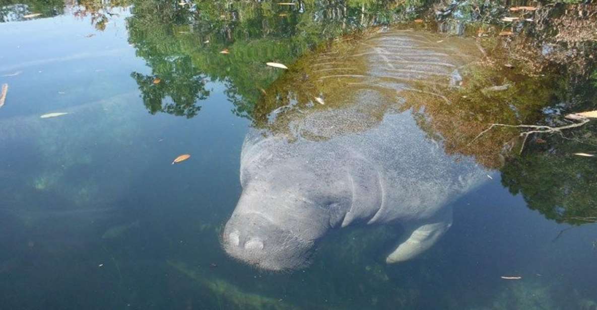 Crystal River: Manatee Viewing Cruise - The Value Proposition: Does It Deliver?